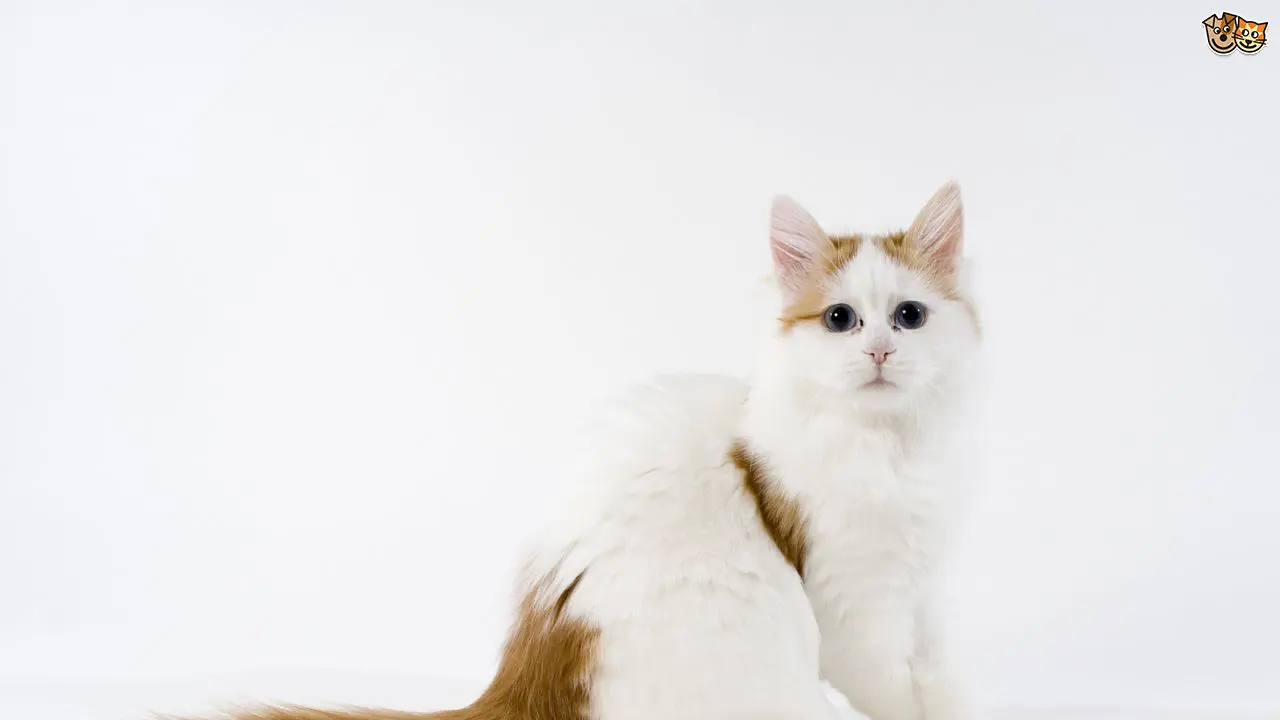 20 Macam Kucing Peliharaan dan Harganya, Calon Pemilik Wajib Tahu - Hot ...