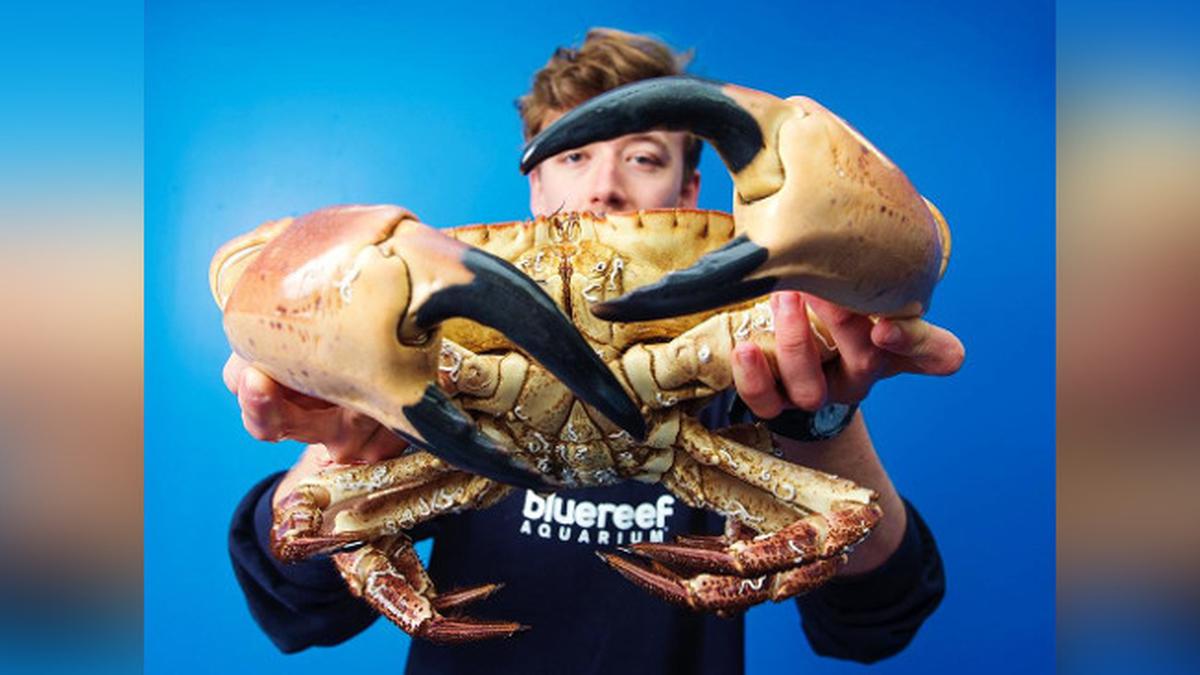 Kepiting Jumbo Seberat 4 Kg - Global Liputan6.com