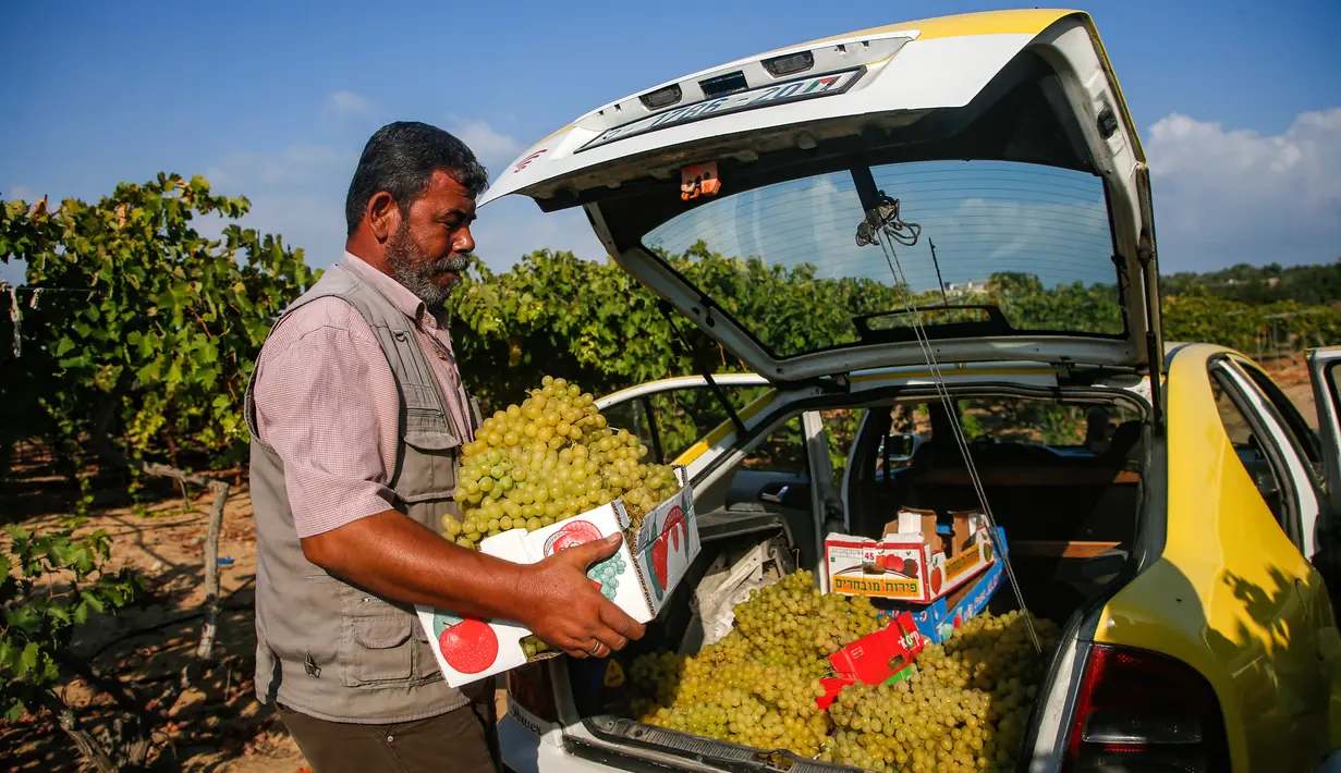 FOTO: Melihat Panen Anggur Petani Gaza - Foto Liputan6.com