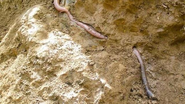 Dikira Kabel, Pria Ini Temukan Cacing Tanah Terbesar di Dunia - Hot ...
