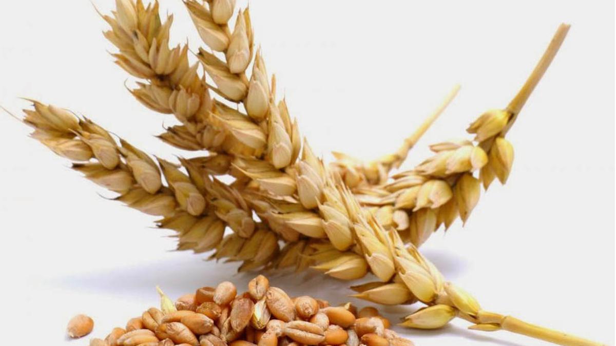 Terbukti, Gandum Bikin Anda Panjang Umur - Health Liputan6.com