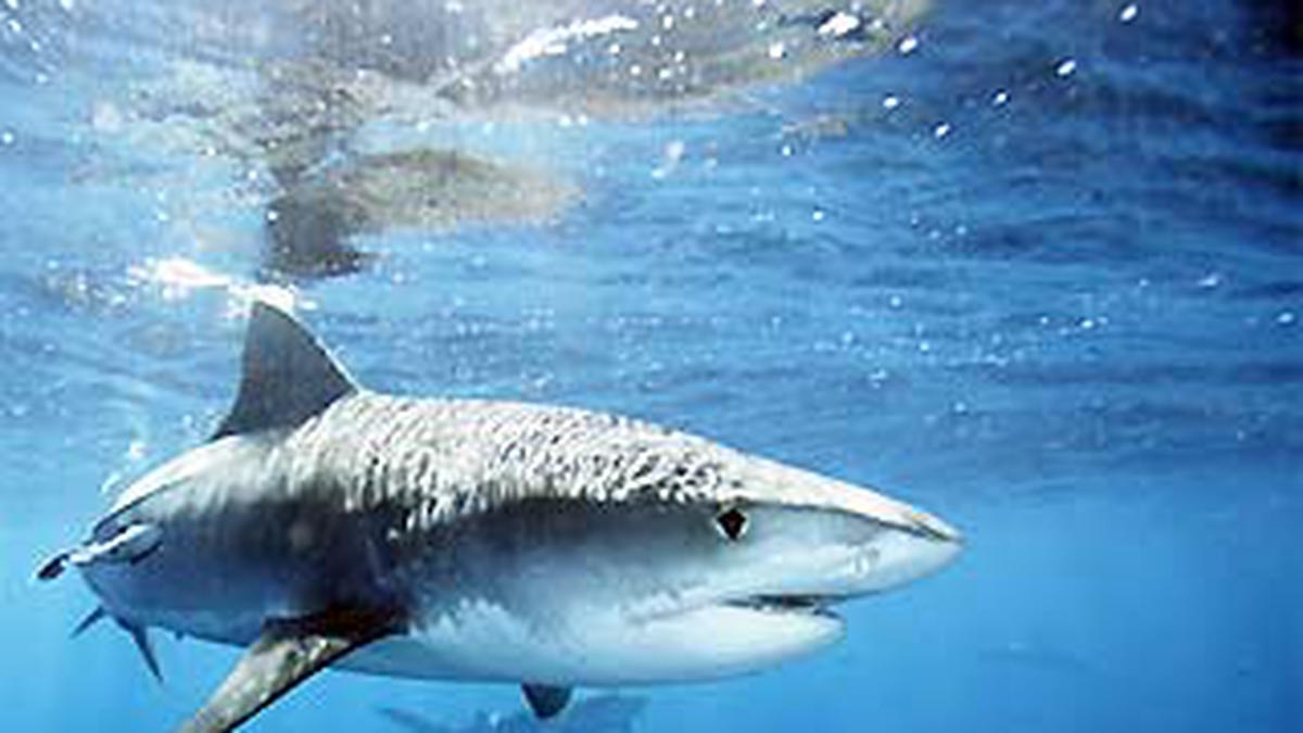 Ternyata, Hiu Tak Bisa Bedakan Warna - Tekno Liputan6.com
