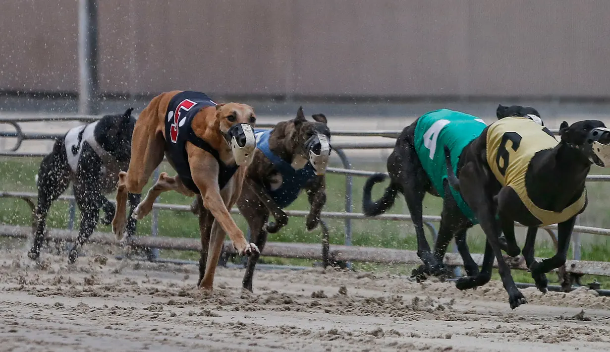 FOTO: Banyak Dilarang, Pacuan Anjing Greyhound Sepi Penonton - Foto ...
