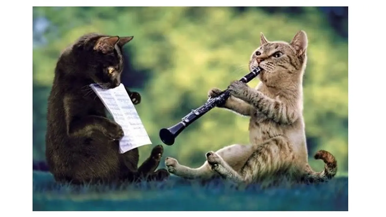 6 Potret Lucu Kucing Bermain Alat Musik Ini Bikin Gemas - Hot Liputan6.com