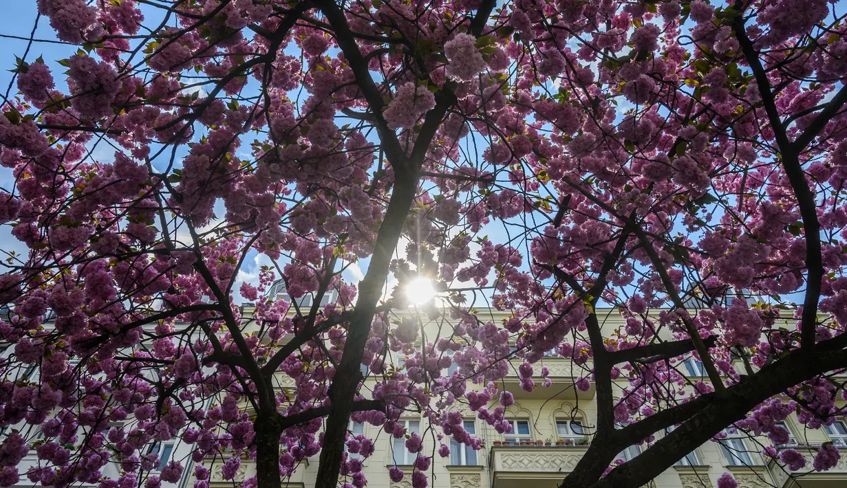 FOTO: Saat Bunga Sakura Hiasi Jalan di Jerman - Foto Liputan6.com