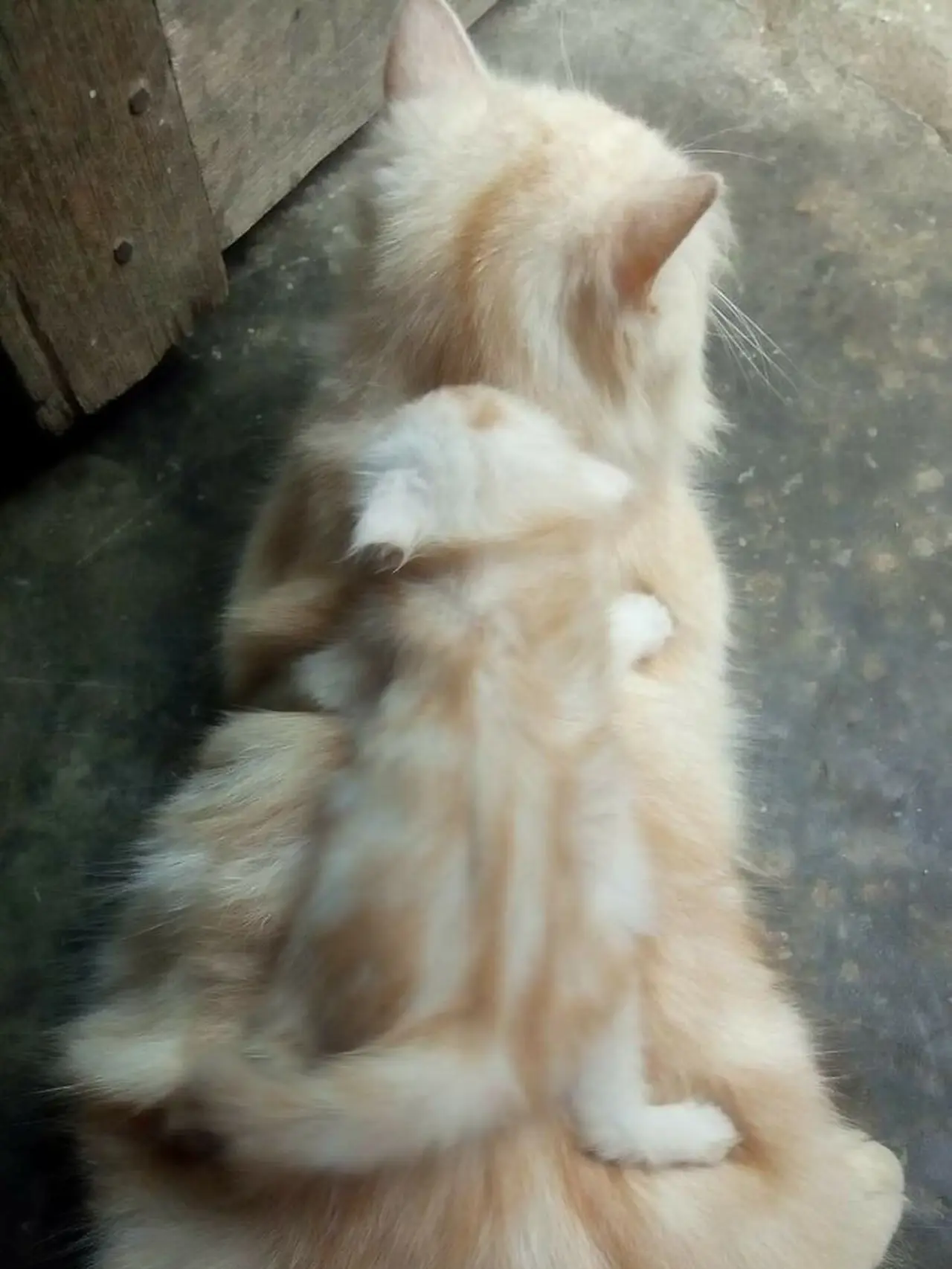 6 Potret Kucing Berpelukan Bak Manusia Ini Bikin Gemas, Saling ...