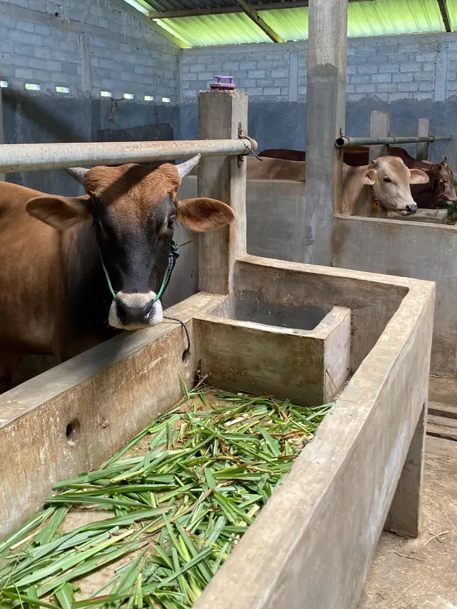 Harga Sapi dan Kambing Kurban Idul Adha 2026, Pahami Tips Memilih Hewan ...