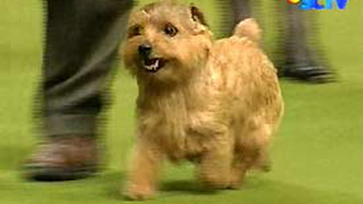 Coco, Anjing Terbaik di Birmingham - Global Liputan6.com