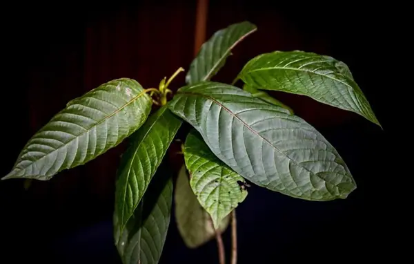 Apa Itu NAPZA: Pengertian, Jenis, dan Bahaya Penyalahgunaannya - Feeds ...