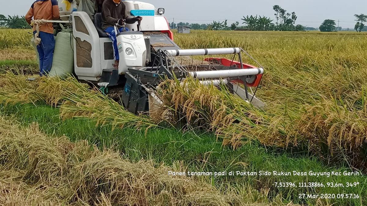 Kostraling Serap Gabah Petani Saat Panen Raya Padi Maret - April 2020 ...