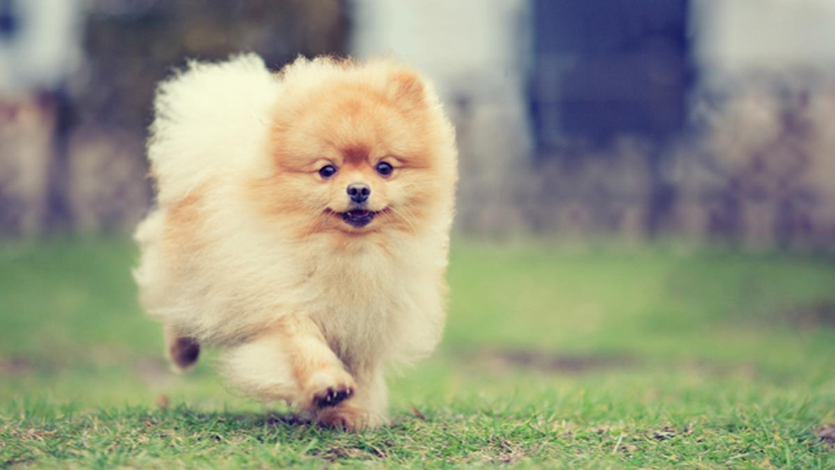 Benar-benar Sahabat, Anjing Peliharaan Bisa Tahu Perasaan Anda - Health ...