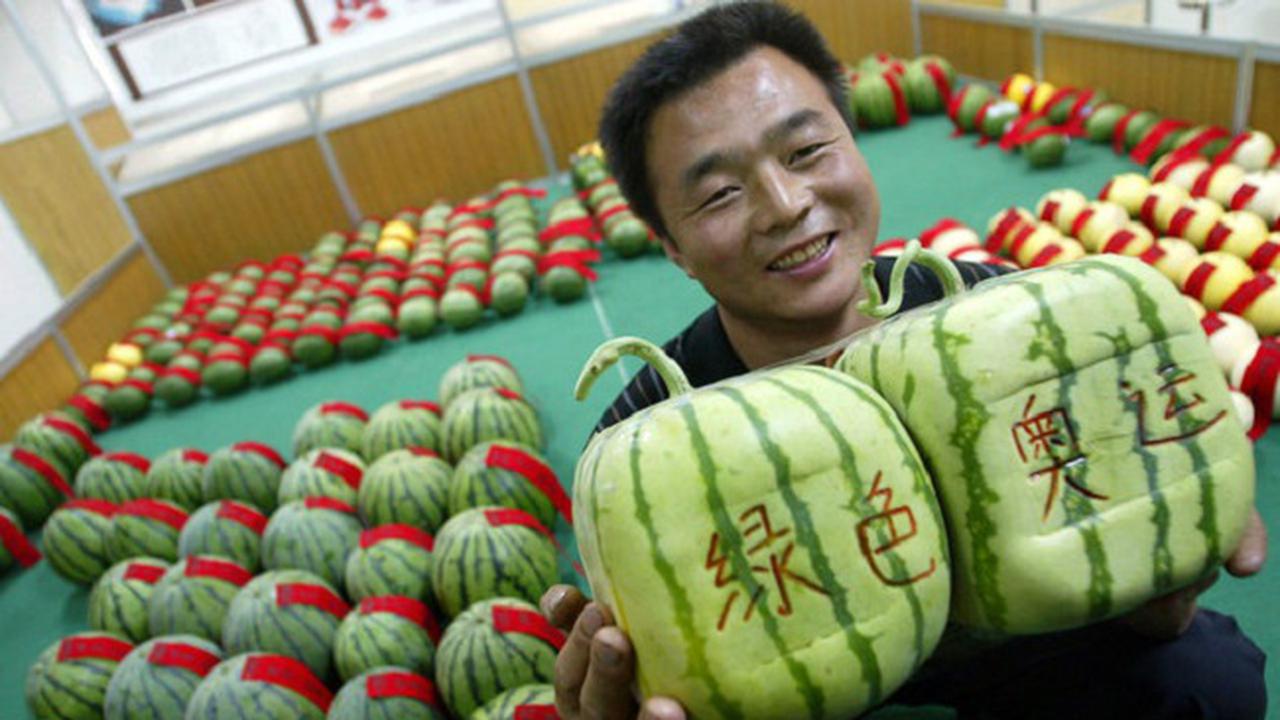 semangka kotak namanya