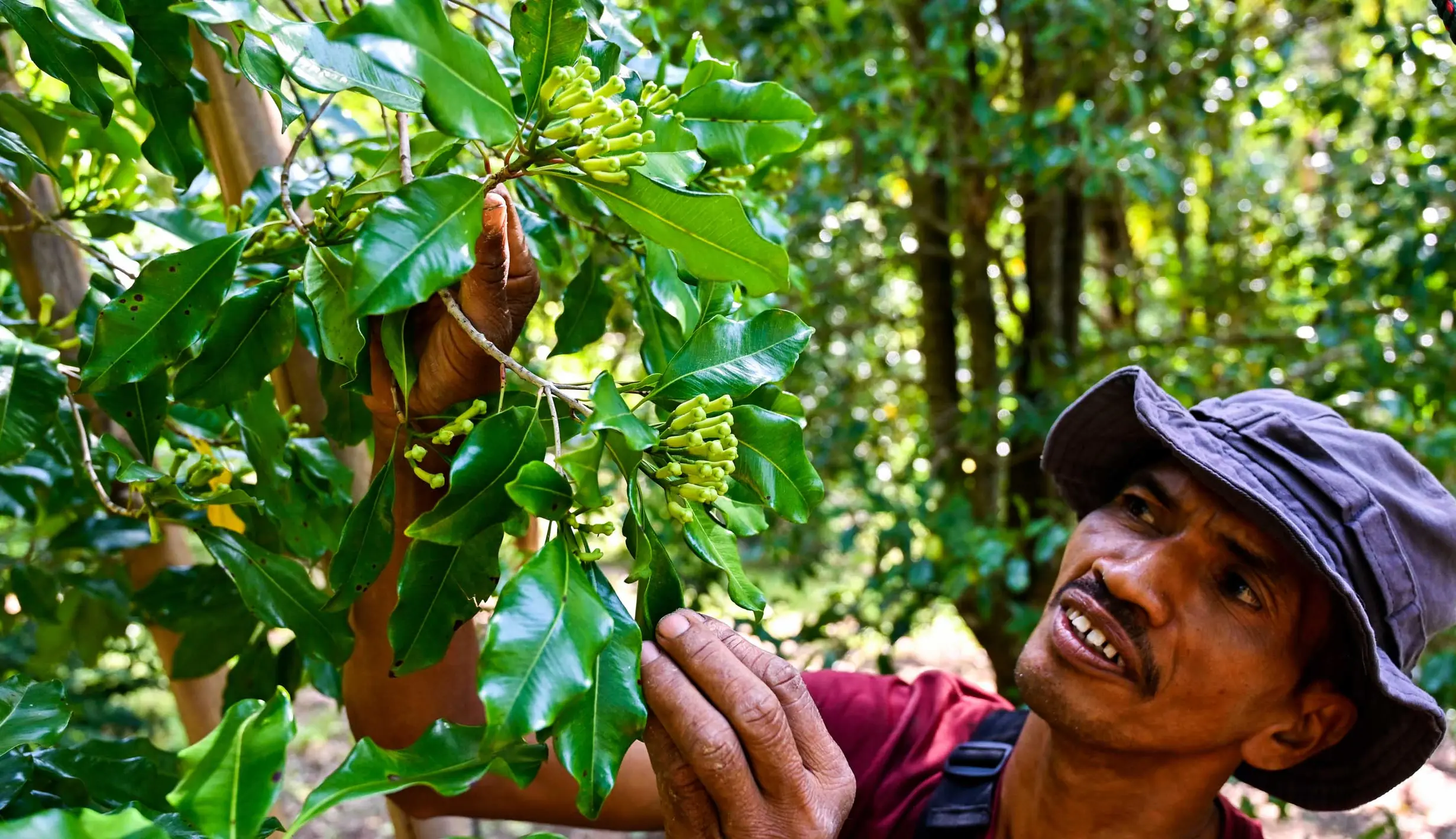 Potret Petani Cengkeh di Aceh saat Panen - Foto Liputan6.com