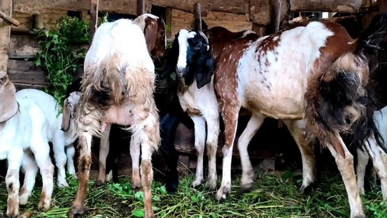 Jenis Pakan Kambing Rambon Agar Cepat Besar, Lengkap Dengan Tips ...