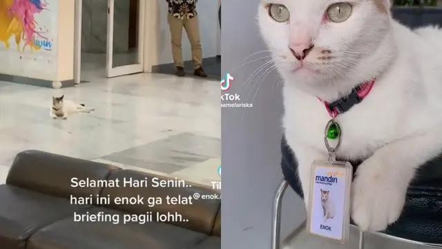 Kisah Viral Daisy Jadi Kucing Polisi