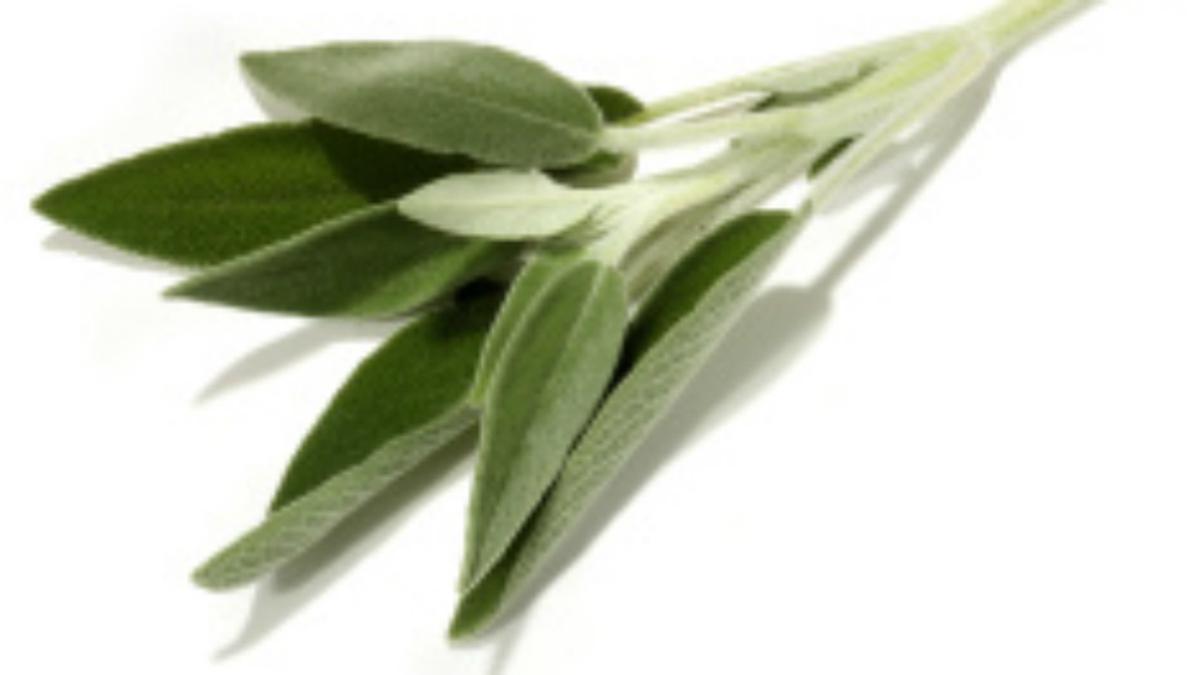 10 Manfaat Daun Sage Untuk Kesehatan, Bisa Jadi Sumber Antioksidan