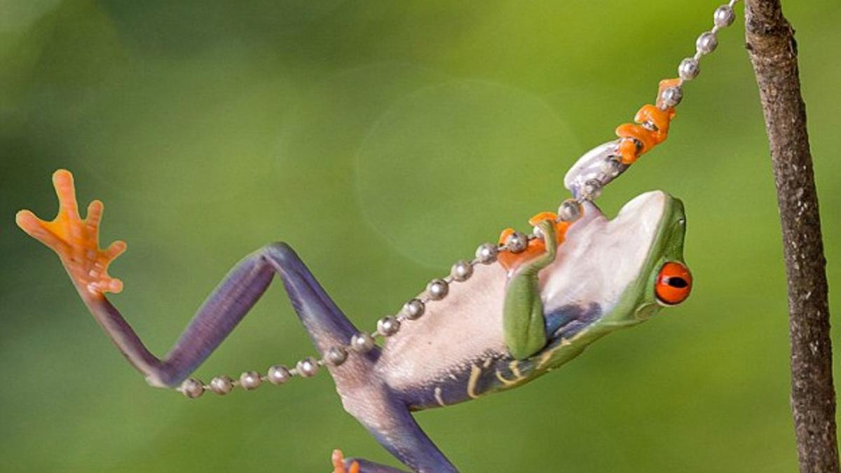 Memperkenalkan Prince, Katak yang Suka Berayun Layaknya Tarzan