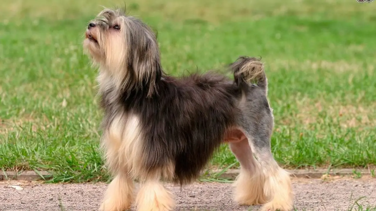 Ini Dia Daftar 10 Anjing Termahal di Dunia, Ada Seharga Rp 30 Miliar ...