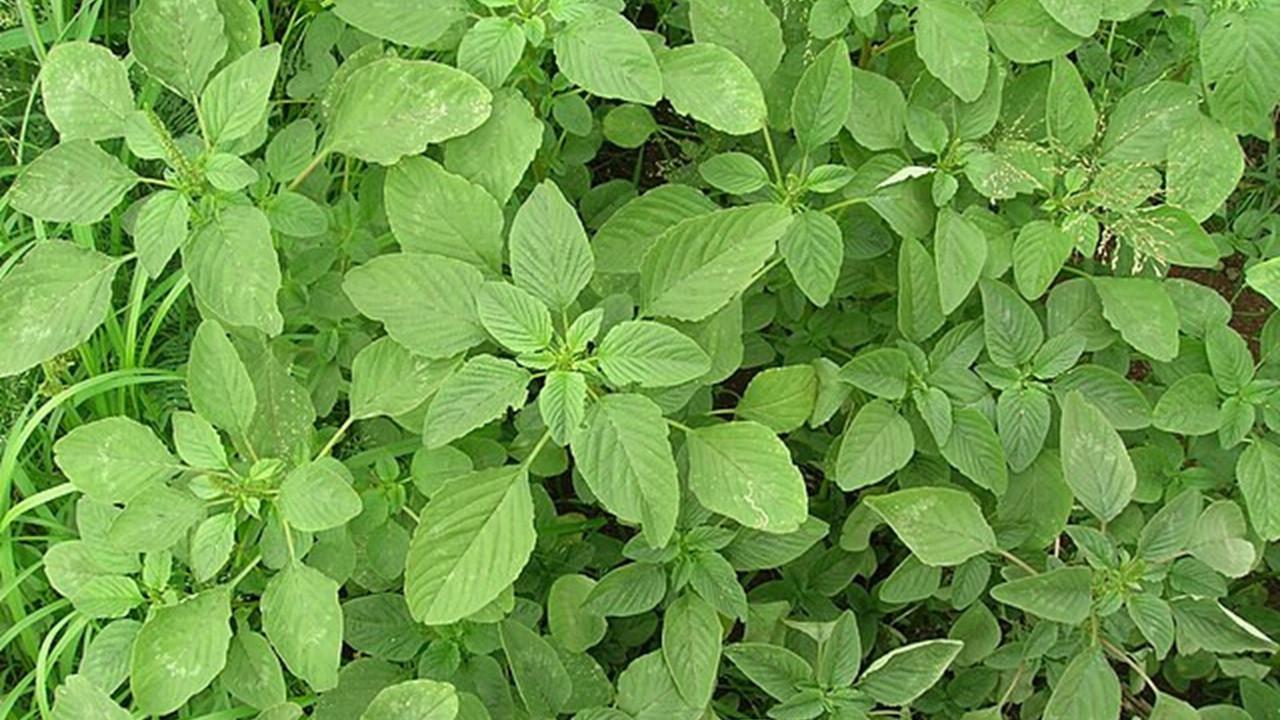 Cara Mengolah Daun Bayam Duri yang Sering Dianggap Hama dan Manfaatnya