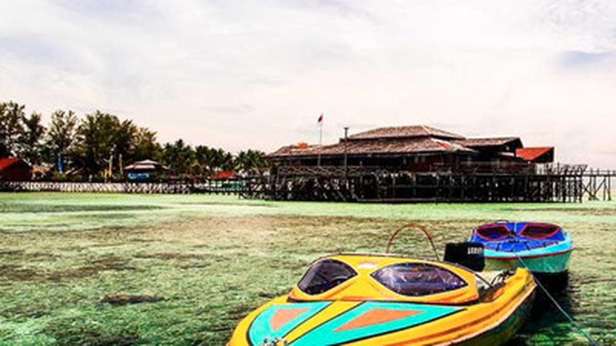 Keindahan Kehidupan Bawah Laut di Pulau Derawan