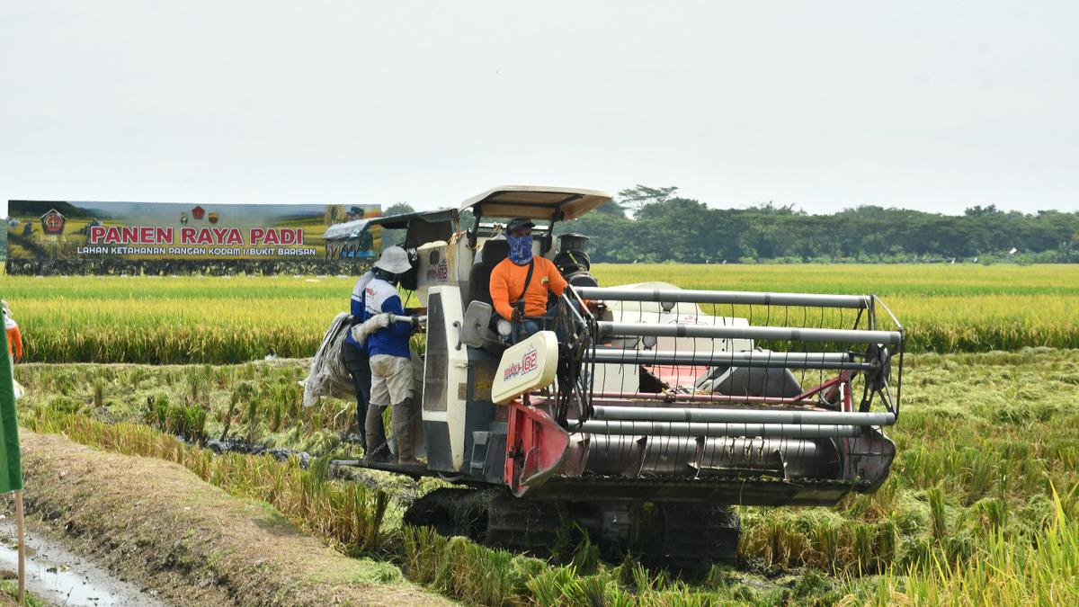 Panglima TNI Panen Raya Padi Ciherang Hijau di Deli Serdang, Wujudkan Swasembada Pangan ...