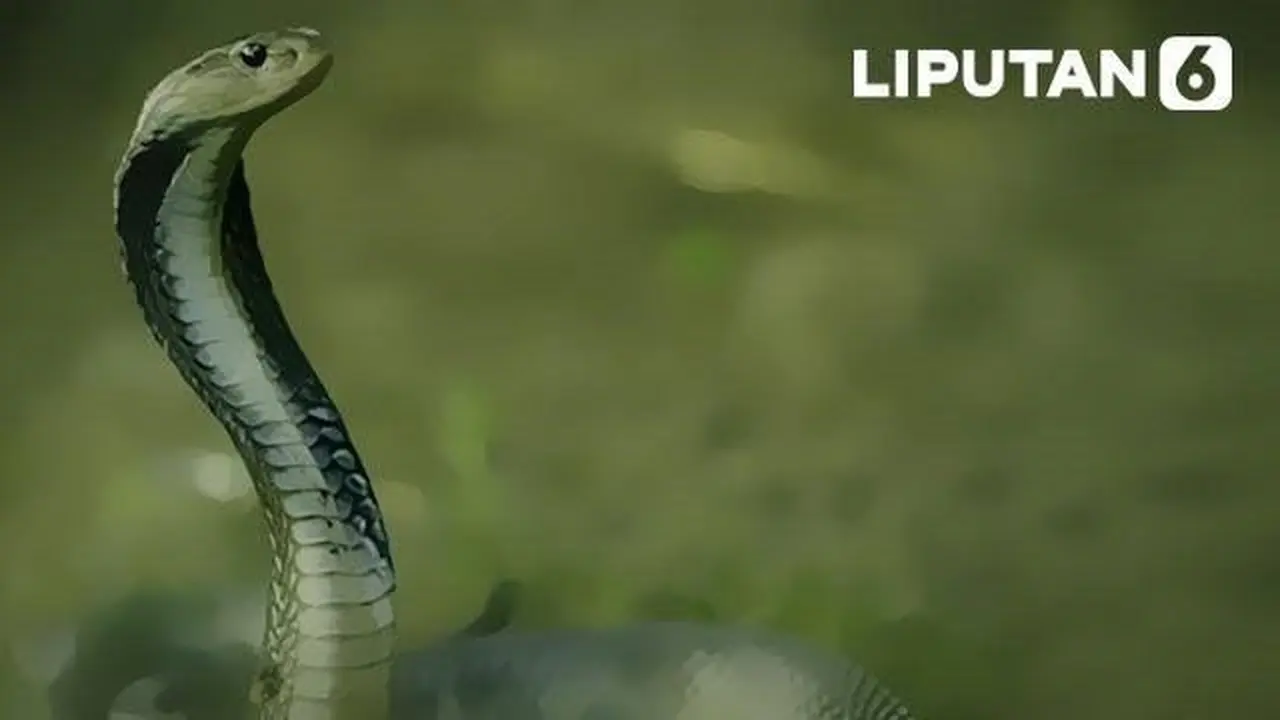 Mengenal Siklus Hidup Ular Kobra - Global Liputan6.com