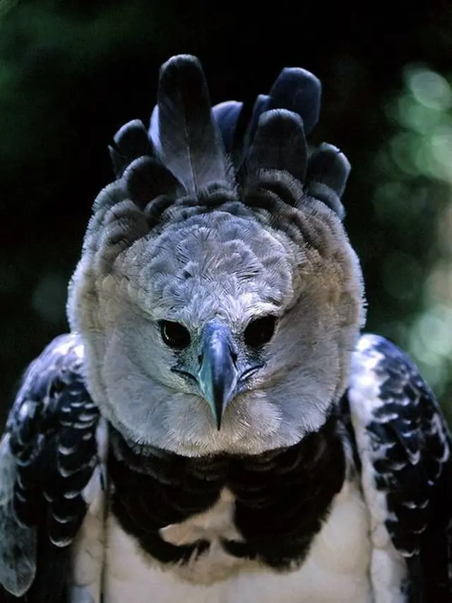 10 Burung Super yang Bisa Terbang dan Angkat Beban Hingga 18 Kg ...