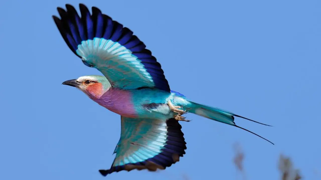Keindahan dalam Sayap, Ini 32 Burung dengan Warna Paling Menakjubkan di ...