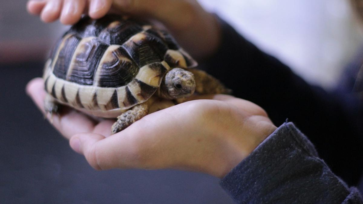 46 Turtle Names for Your Hard-Shelled Companion