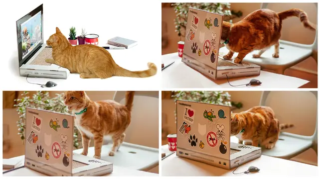 Laptop Kardus untuk Mainan Kucing - Global Liputan6.com