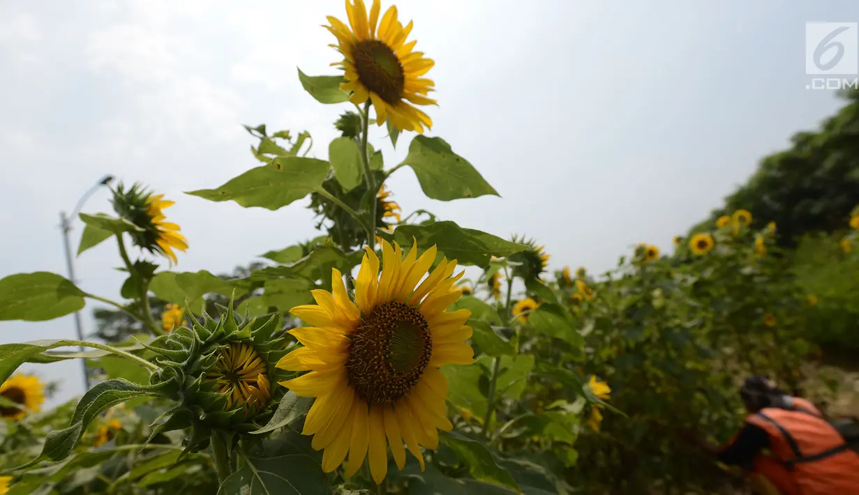 FOTO: Indahnya Bunga Matahari yang Hiasi Sepanjang Jalan BKT Cakung ...