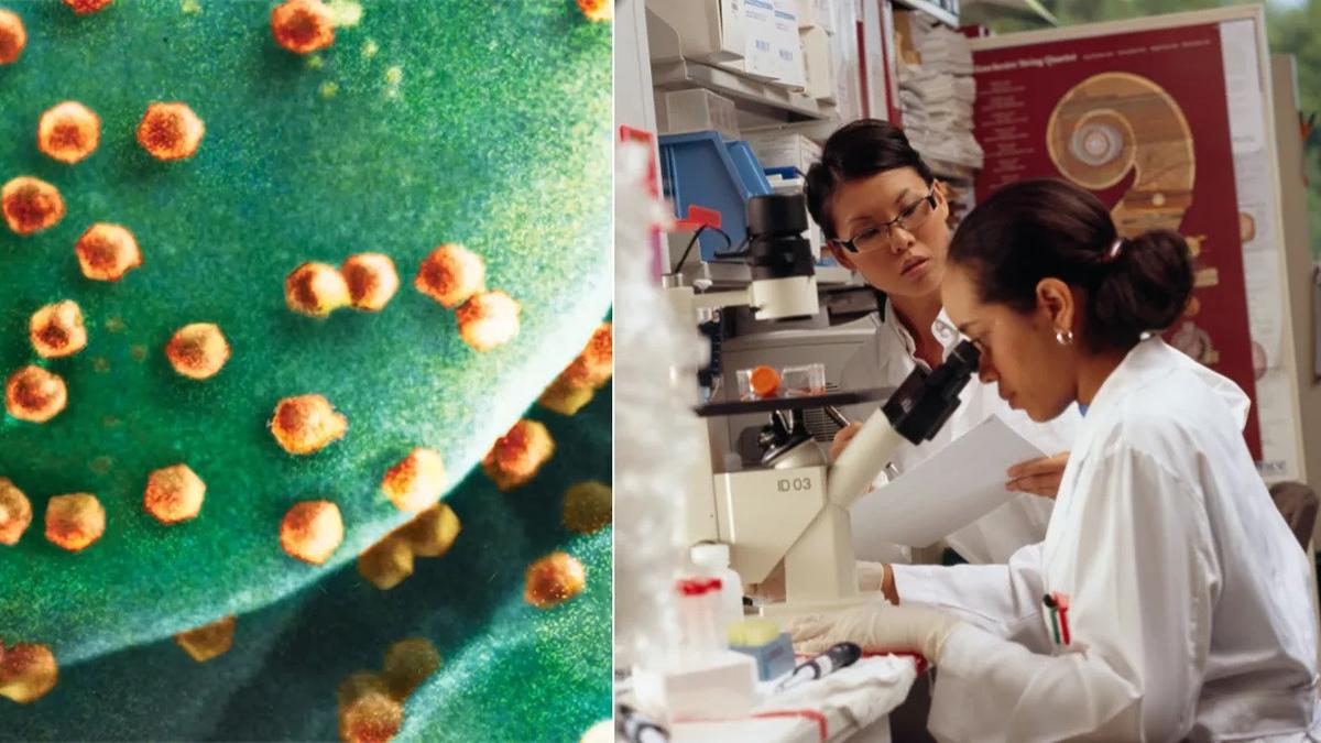 Ilmuwan Temukan Organisme Pemakan Virus di Makanan, Bikin Makin Higienis