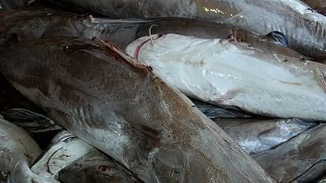 4 Resep Kepala Manyung, Sajian Istimewa dari Bagian yang Dulu Dianggap ...