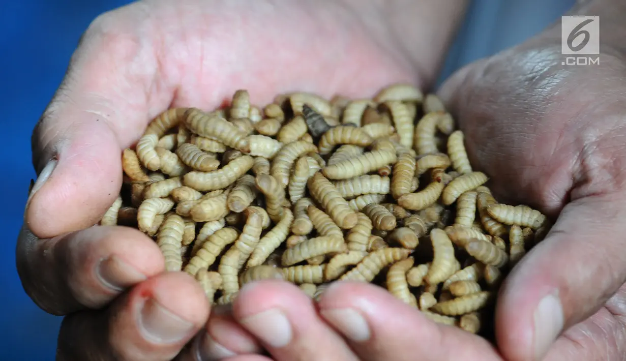 FOTO: Pemkot Depok Manfaatkan Ulat Maggot Tekan Volume Sampah - Foto ...