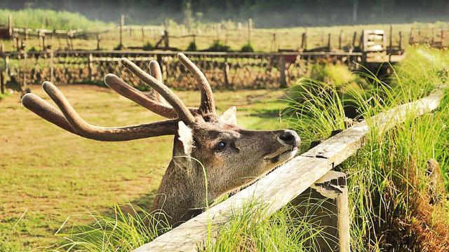 20 Tempat Wisata Ciwidey Lengkap Tiket Masuk, Pilihan Seru di 2025