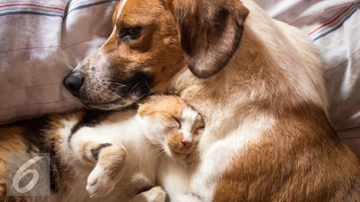 Taiwan Larang Sembelih Anjing dan Kucing untuk Konsumsi Manusia ...