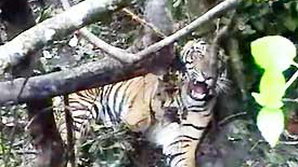 Seekor Harimau Sumatra Masuk Perangkap - News Liputan6.com