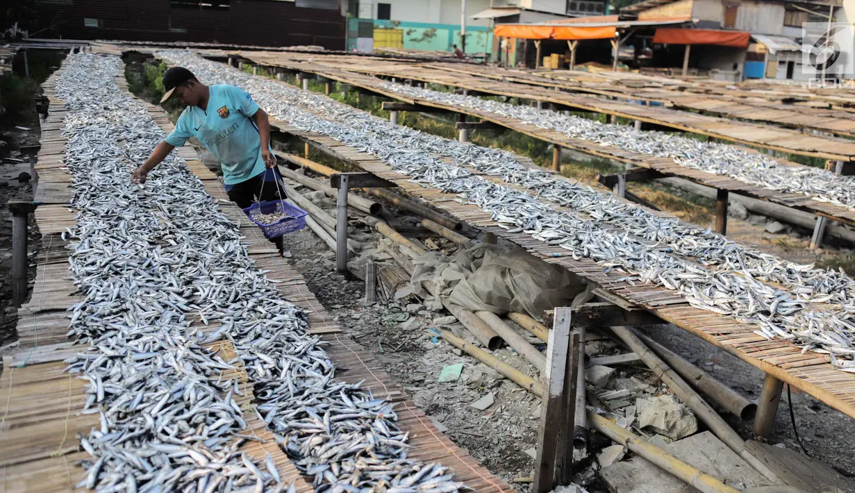 FOTO: Musim Kemarau, Produksi Ikan Asin Muara Angke Meningkat - Foto Liputan6.com