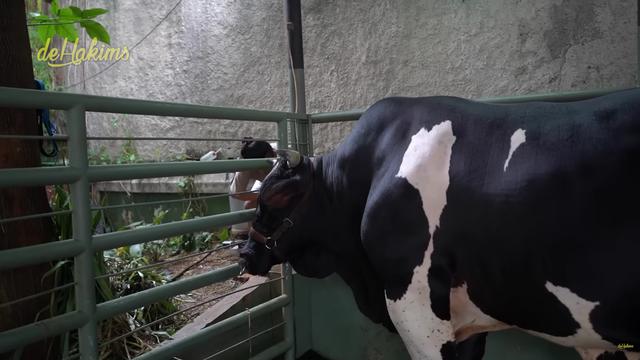 Penampakan 4 Sapi Jumbo Irfan Hakim untuk Kurban Idul Adha 2024 ...