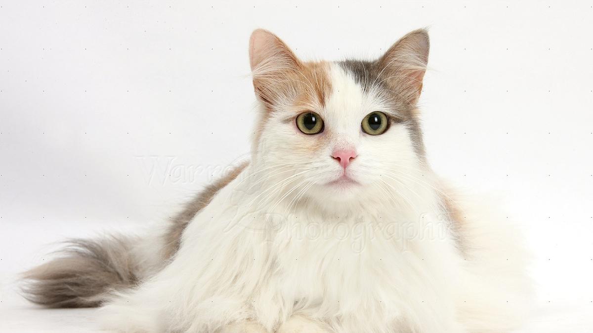 Turkish Van, Kucing yang Tidak Takut Air - Lifestyle Fimela.com