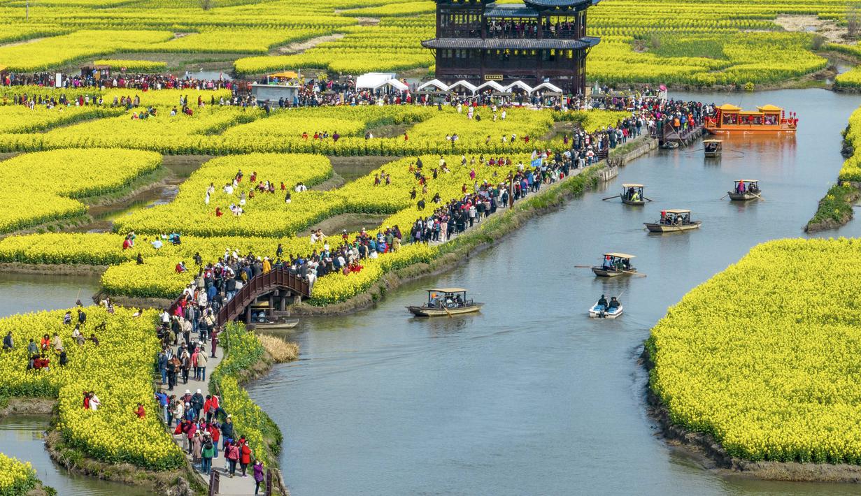 Keindahan Hamparan Emas Bunga Canola di Jiangsu China