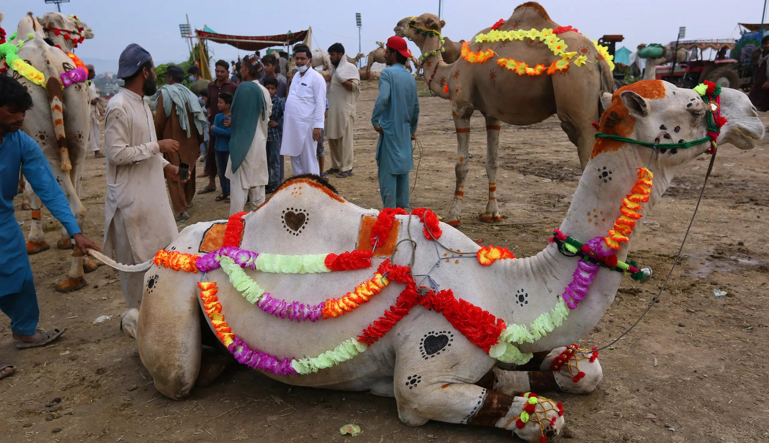 FOTO: Jadi Hewan Kurban, Unta-Unta di Pakistan Didandani untuk Menarik ...