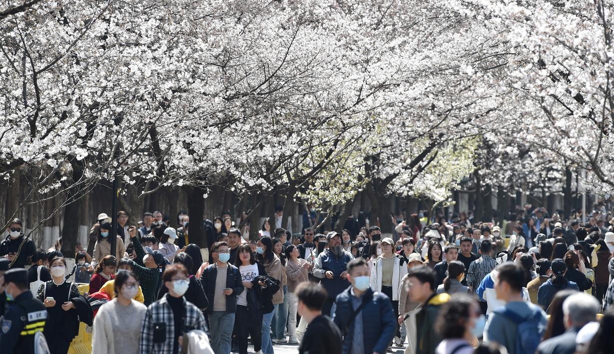 Saat Bunga Sakura Bermekaran di China