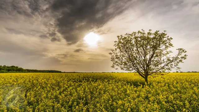 Memasuki Musim Pancaroba Masyarakat Diminta Waspada, Apa Itu Pancaroba ...