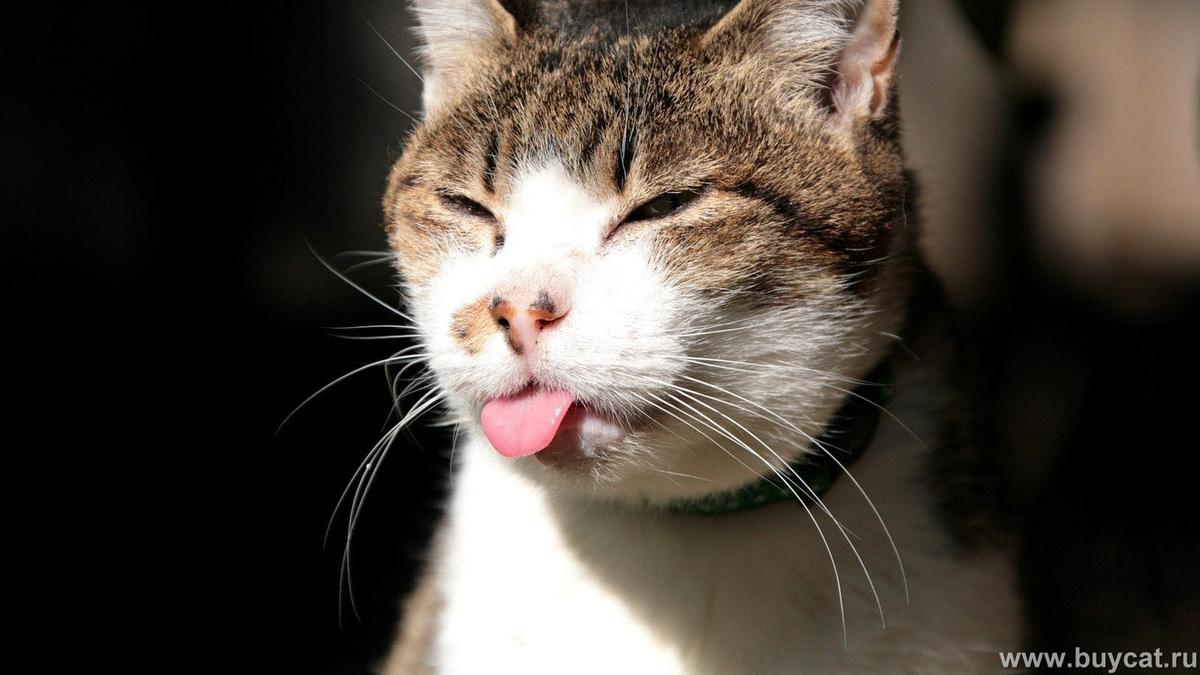 Ini Deretan Kucing Nyengir yang Bikin Kamu Gemas Tanpa Akhir