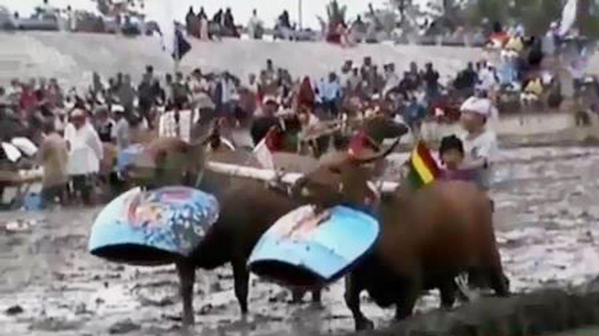 Segmen 9: Evakuasi Sarang Tawon hingga Tradisi Malean Sampi - TV ...