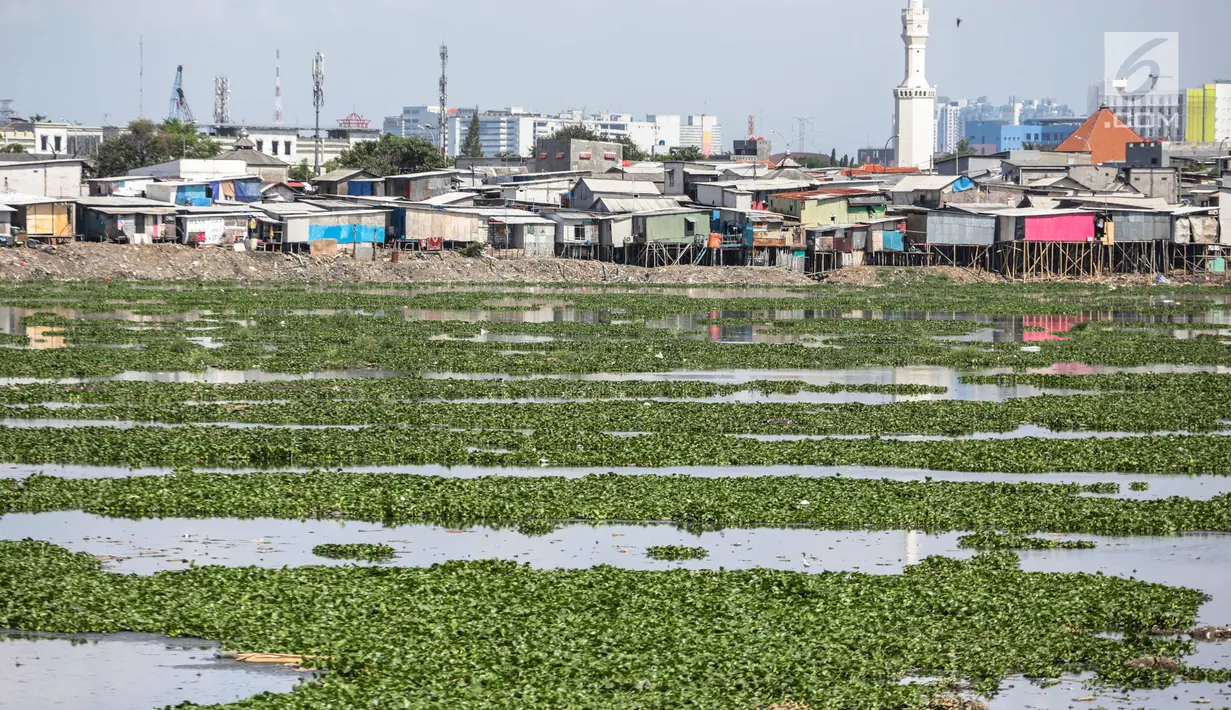 FOTO: Penampakan Eceng Gondok yang Penuhi Waduk Pluit - Foto Liputan6.com