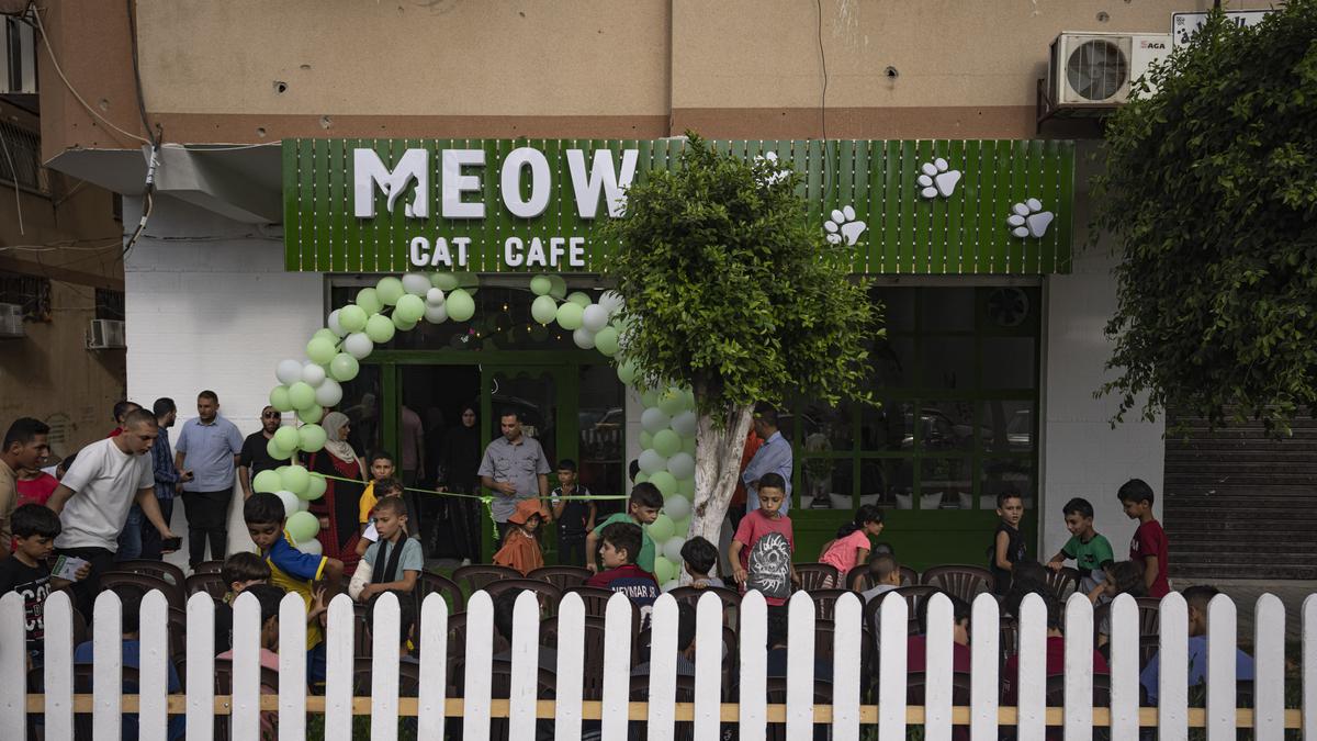 Jalur Gaza Menyambut Kafe Kucing Pertamanya