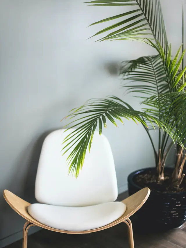 8 Jenis Palem untuk Tanaman Hias, Percantik Rumah - Hot Liputan6.com