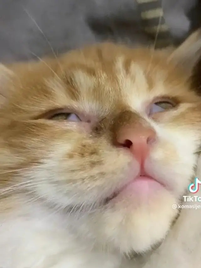 8 Tingkah Lucu Koma, Kucing Kesayangan Warga TikTok yang Berpisah ...
